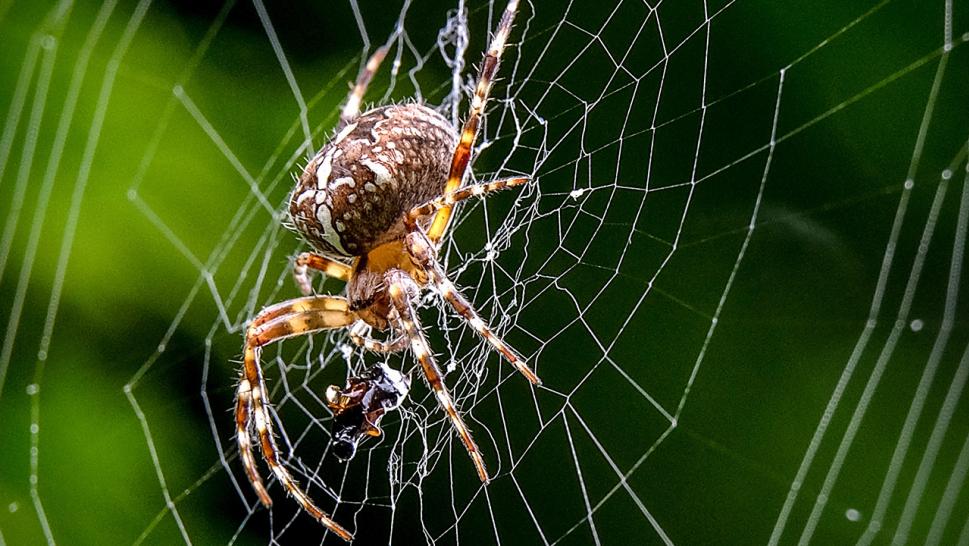 SPIDER MANAGEMENT – Go Green Pestcontrol