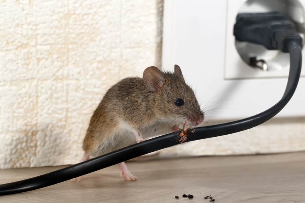 Rodent Management service – Go Green Pestcontrol