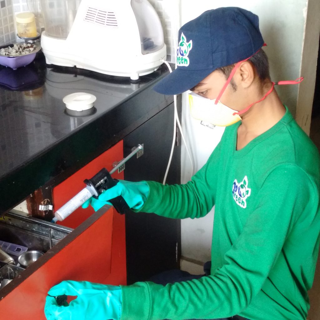 Household pest management service – Go Green Pestcontrol